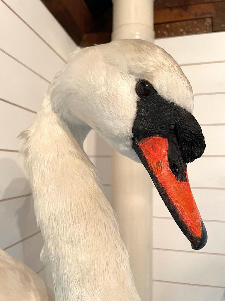 Victorian Taxidermy Swan Head Mounted on a Carved Shield Wooden Plague ...