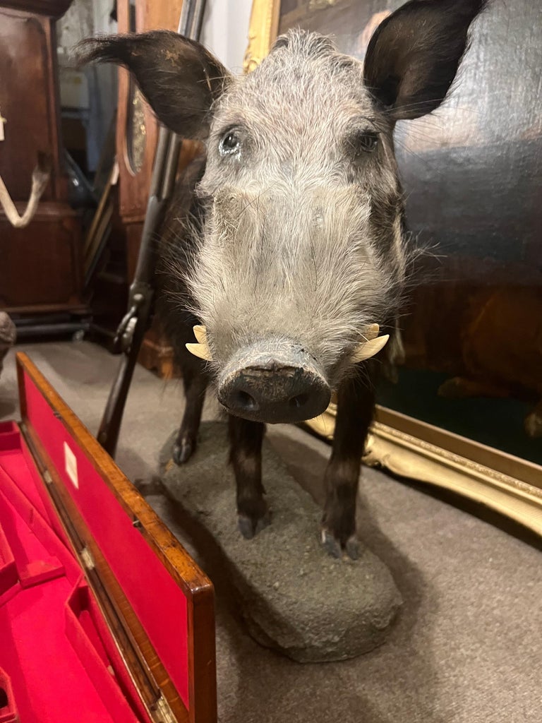 A Wonderful Taxidermy Wild Boar For Sale at 1stDibs