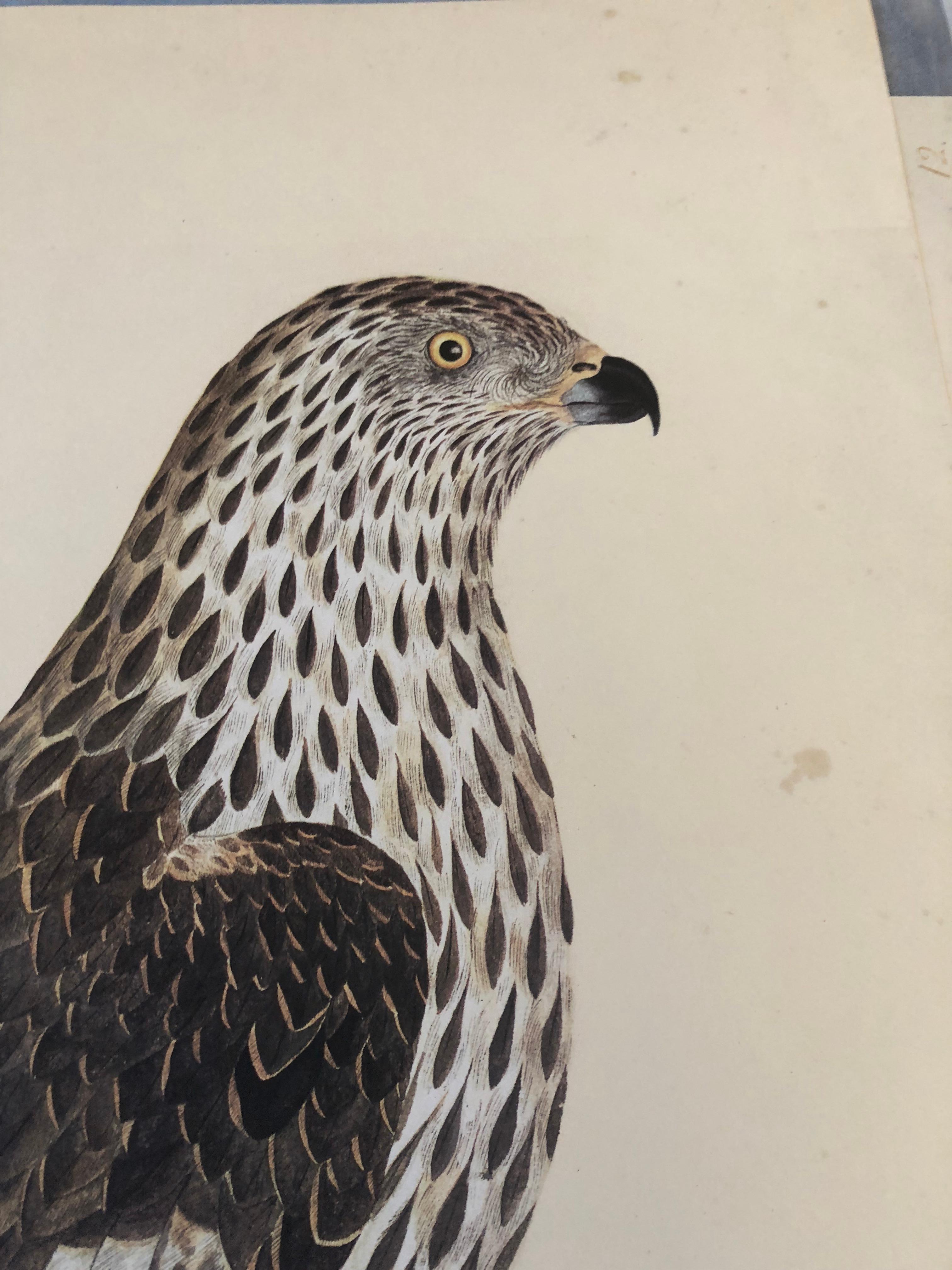 Olof Rudbeck - Rudbeck COOPER HAWK - Limited First Edition Portfolio ...