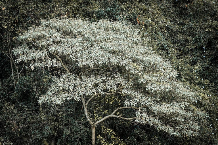 Daniel Mansur - Daniel Mansur - Brumadinho Tree, Brazil For Sale at 1stDibs