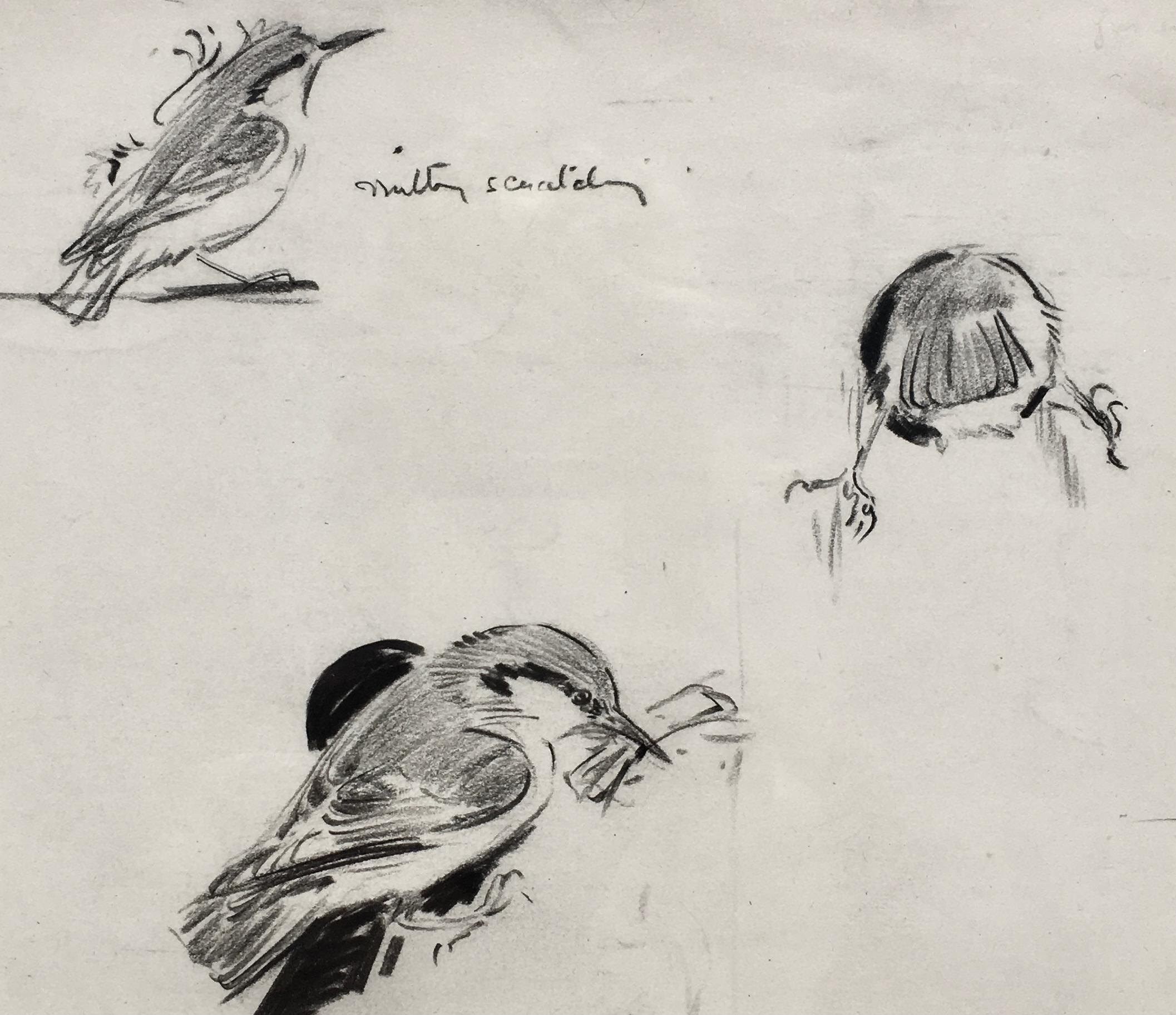 Eileen Soper - Nutty Scratching - 20th Century British wildlife drawing ...