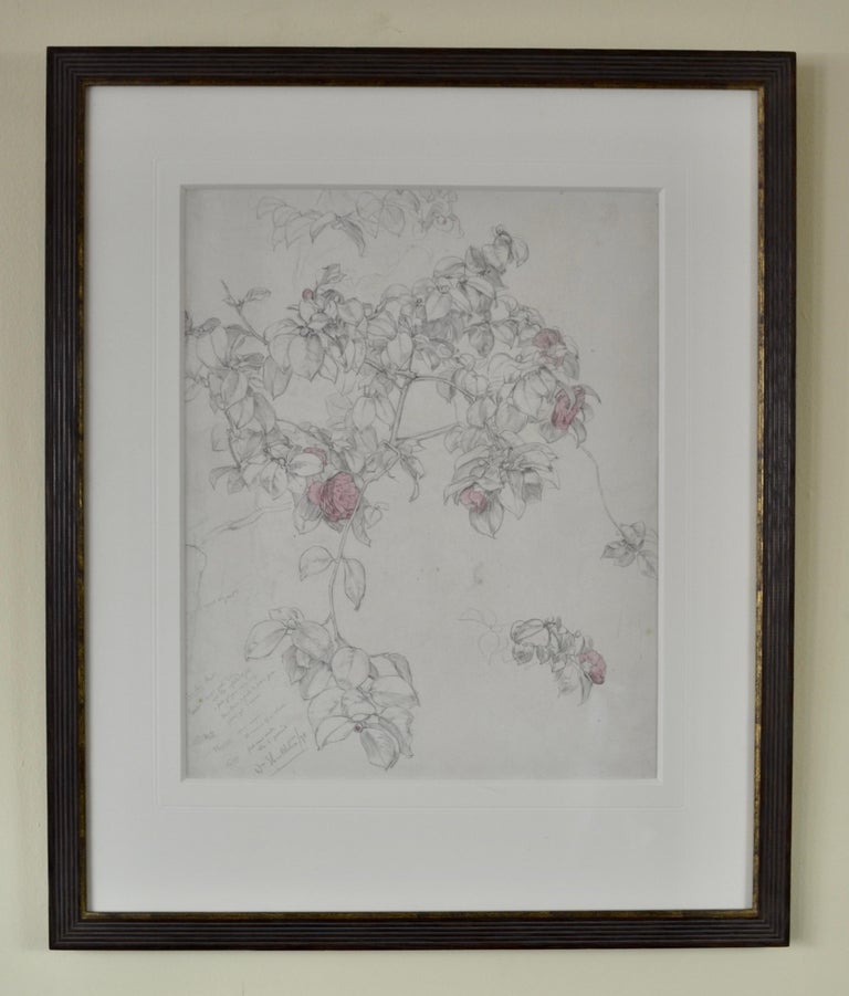 William Shackleton - William Shackleton - Camellia, pencil and ...