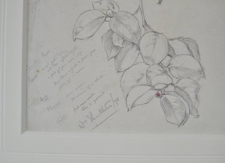 William Shackleton - William Shackleton - Camellia, pencil and ...