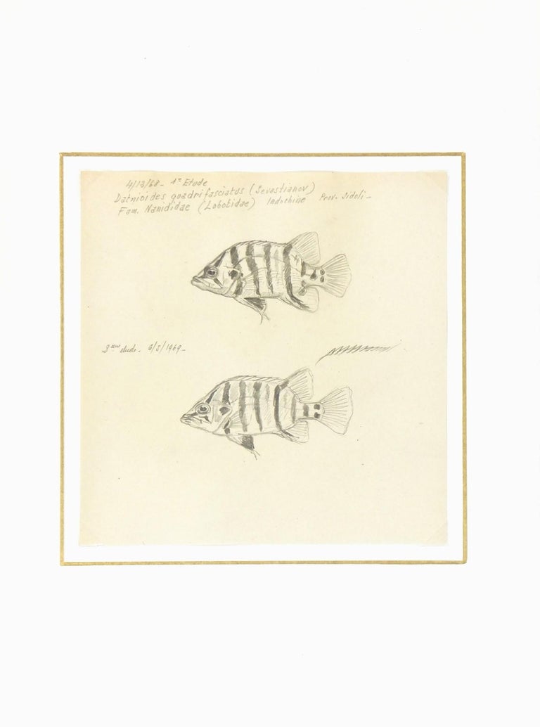 Marcel Bourgeois - Fish Pencil Drawing - Silver Tiger Perch, 1968-69 at ...