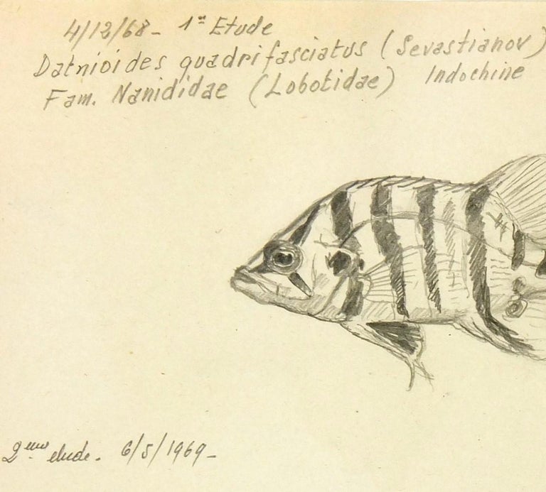 Marcel Bourgeois - Fish Pencil Drawing - Silver Tiger Perch, 1968-69 at ...