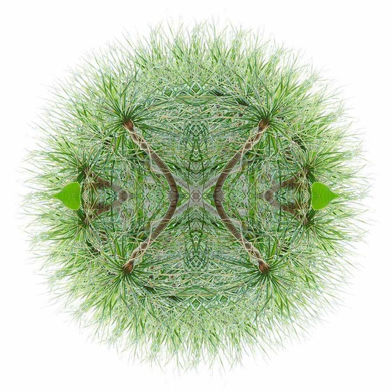 Yuri Tuma - GARDEN MANDALA 4 Green Tree Abstract Paper Photograph Yuri ...