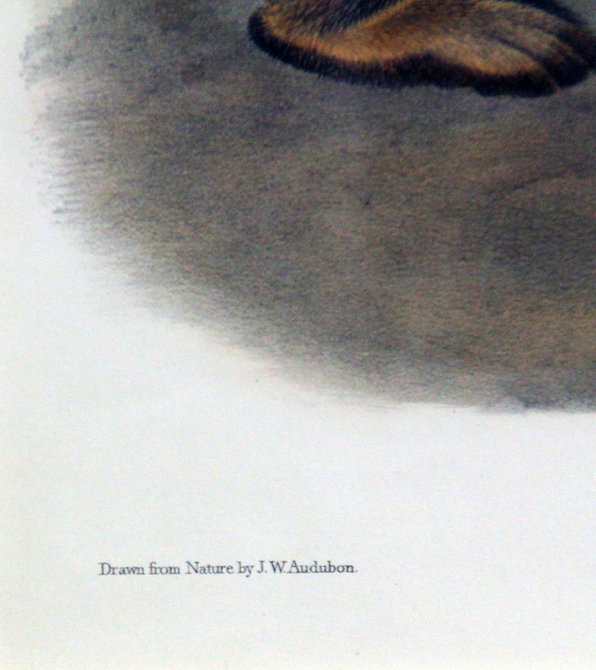 John James Laforest Audubon - John Audubon, "Bachman's Hare ...