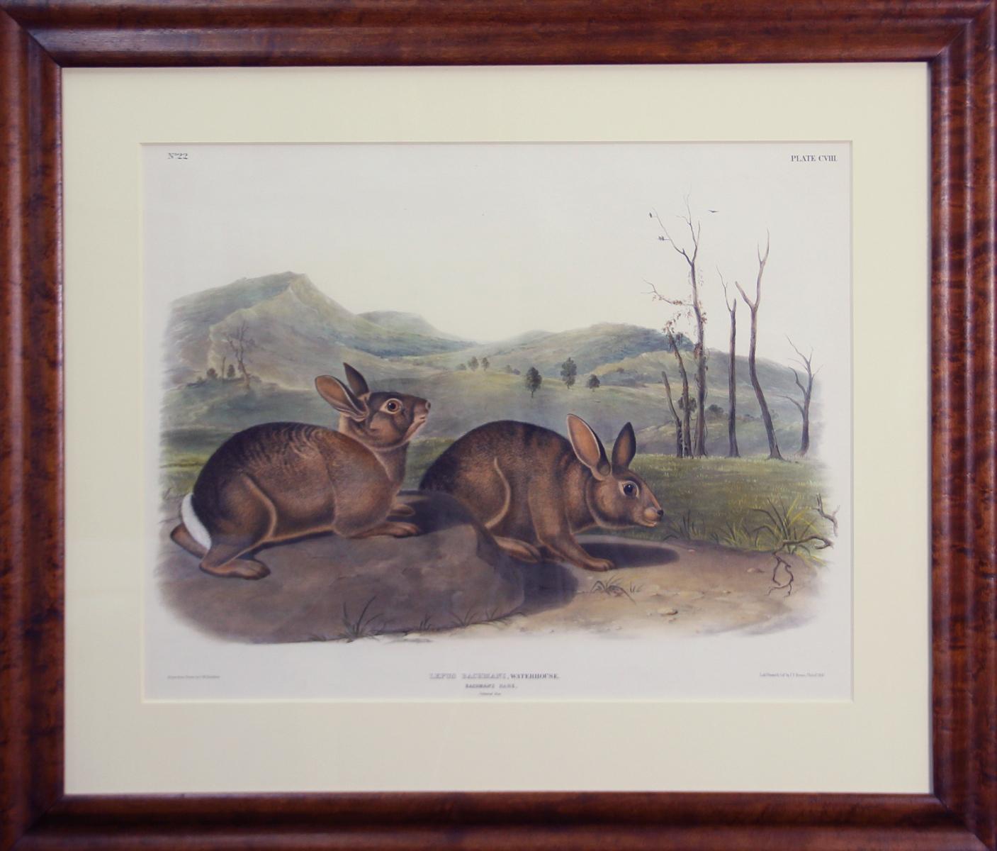 John James Laforest Audubon - John Audubon, "Bachman's Hare ...