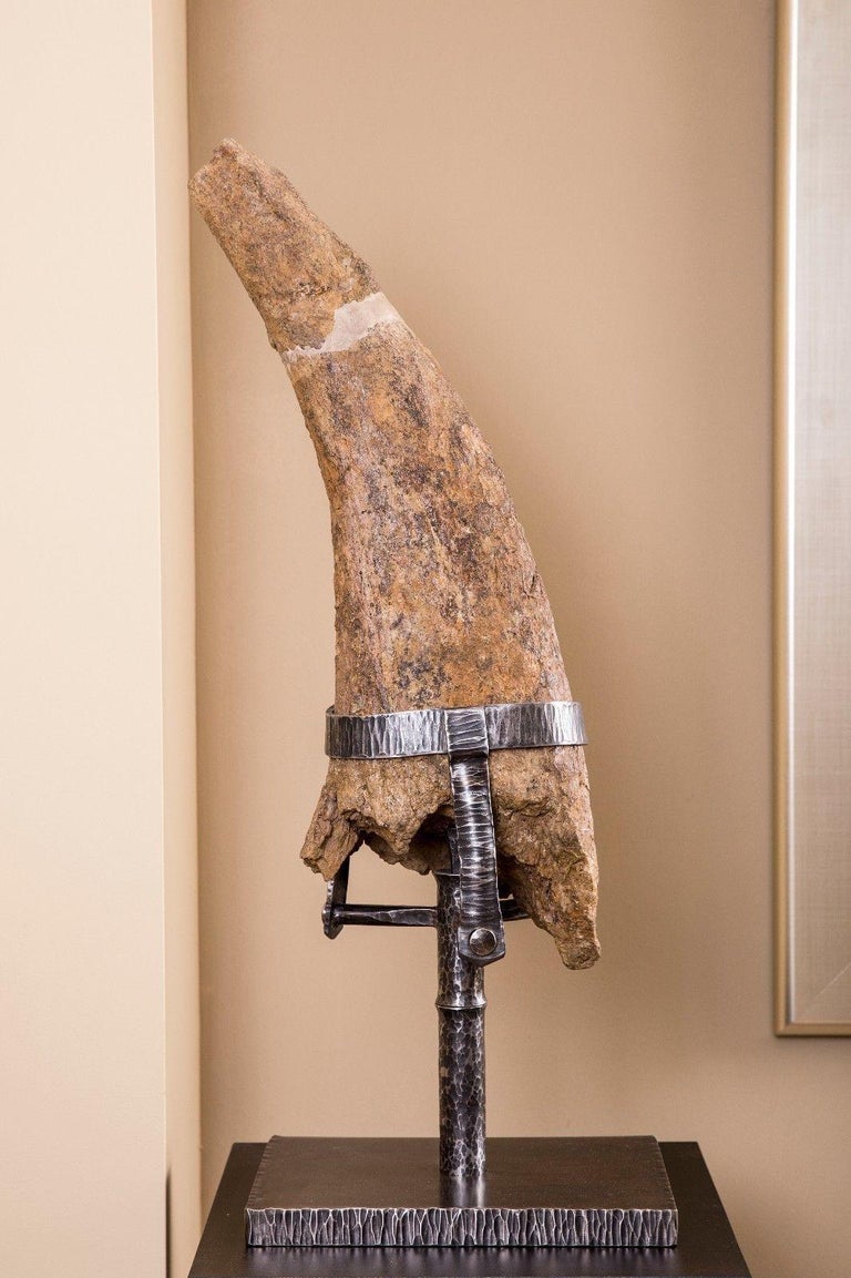 Triceratops - Complete Triceratops Brow Horn Hell Creek Formation ...