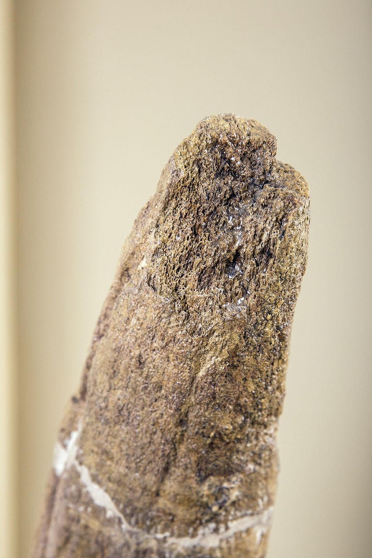 Triceratops - Complete Triceratops Brow Horn Hell Creek Formation ...