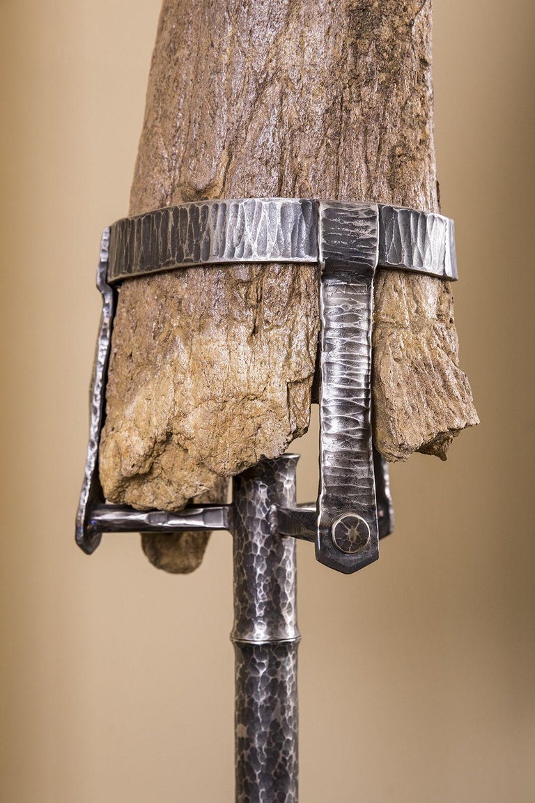 Triceratops - Complete Triceratops Brow Horn Hell Creek Formation ...