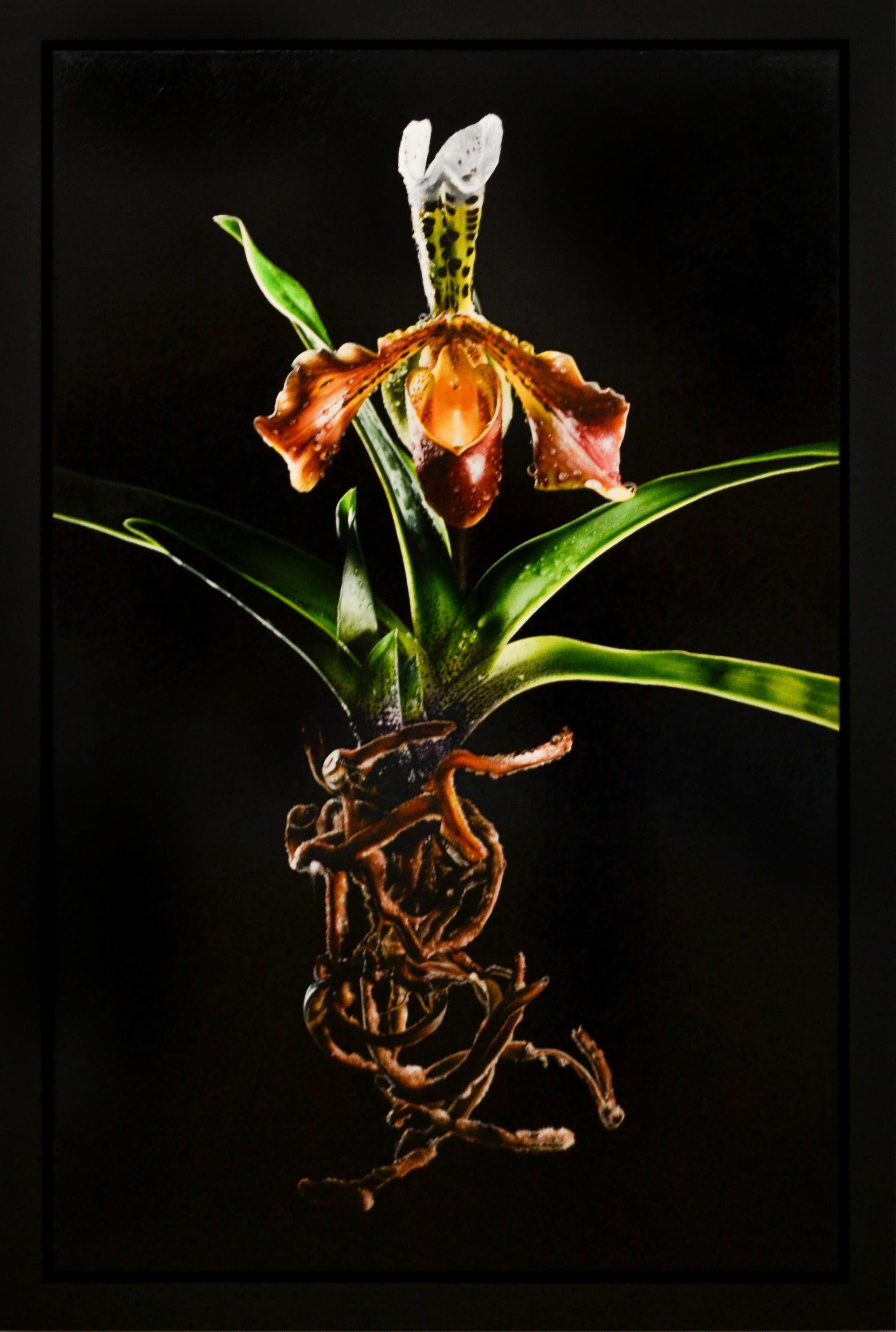 Joran van der Haar - "Paphiopedilum" Joran van der Haar, 21st Century Contemporary Oil Painting ...