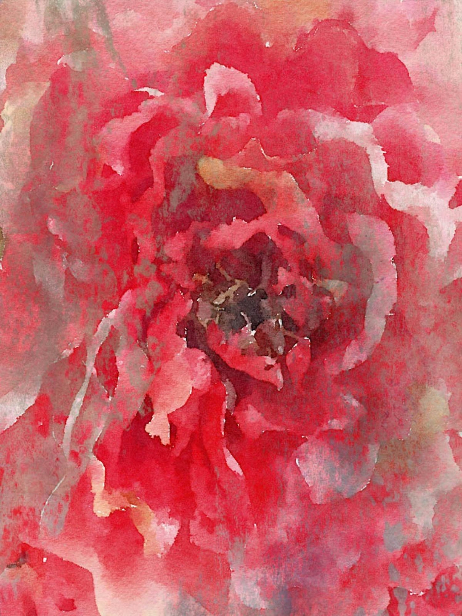 Ace Flowers By Johanna Newport | Best Flower Site