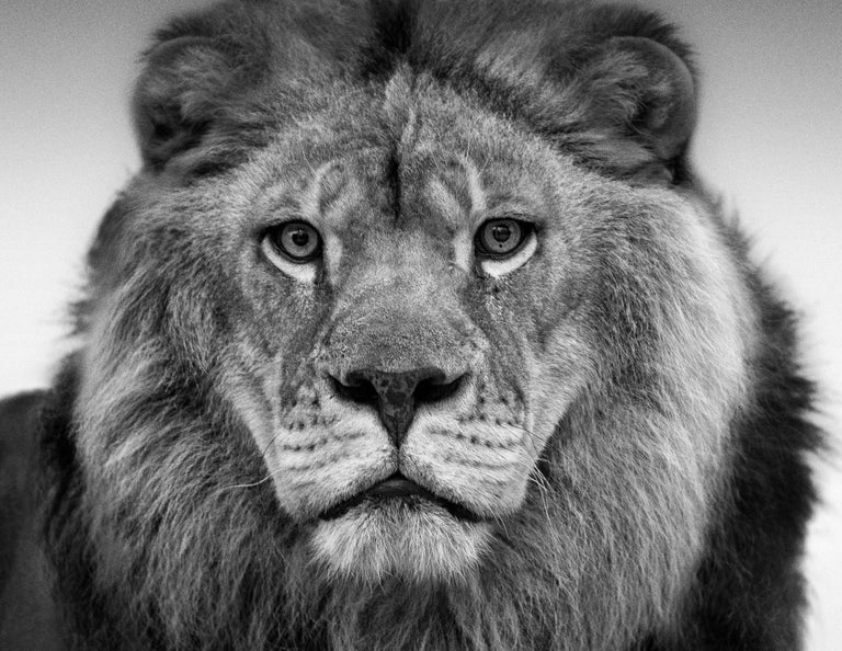 Shane Russeck - Lion Portrait - 20x30 Contemporary Black and White ...