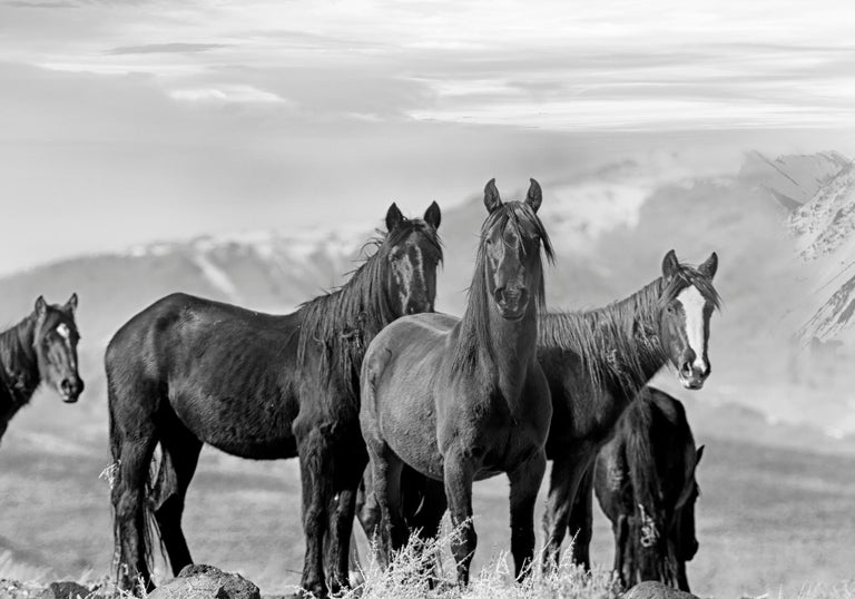 Shane Russeck - High Sierra Mustangs - Contemporary Black and White Photography of Wild Horses ...