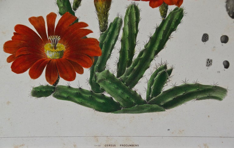 George Englemann - Cactus "Cereus Procumbens": A 19th Century Hand ...