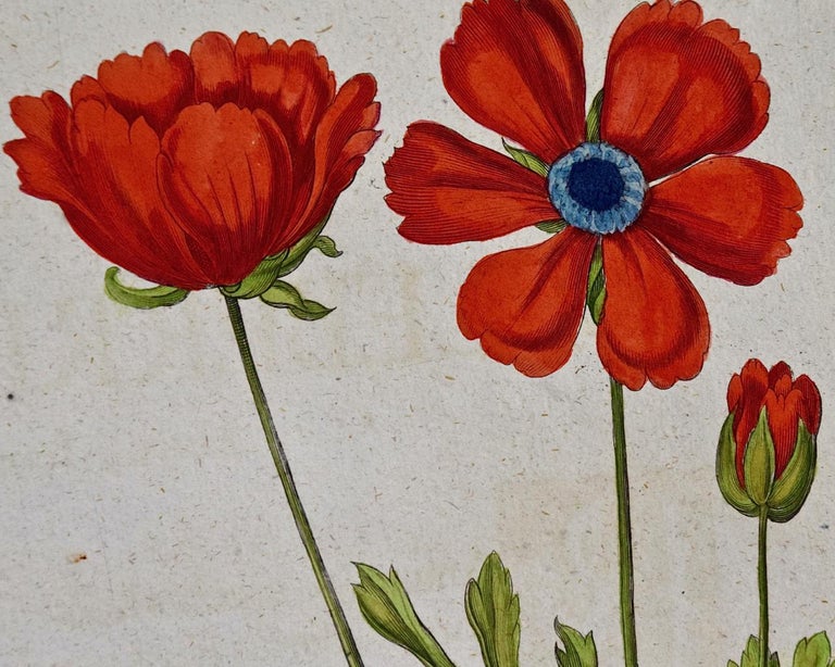 Basilius Besler - Buttercup Flowers: A Besler 18th Century Hand ...