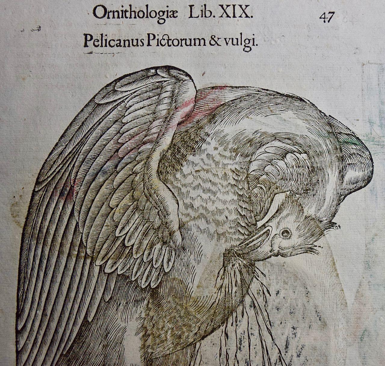 Ulisse Aldrovandi - Pelican Bird: A 16th/17th Century Hand-colored ...