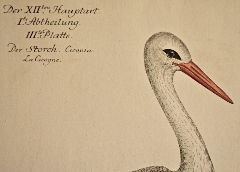 Johann Leonhard Frisch 1 - White Stork "Storch Ciconia": An 18th ...