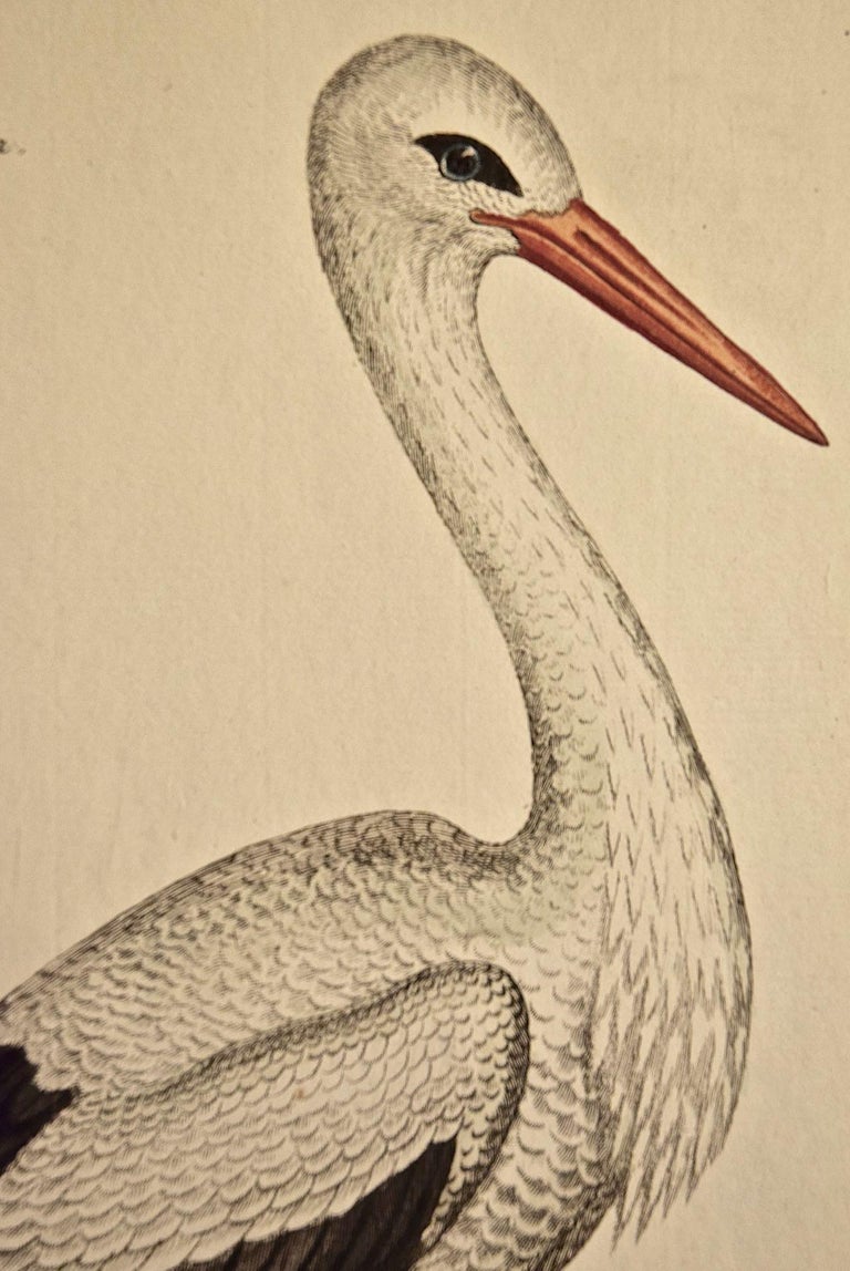 Johann Leonhard Frisch 1 - White Stork "Storch Ciconia": An 18th ...