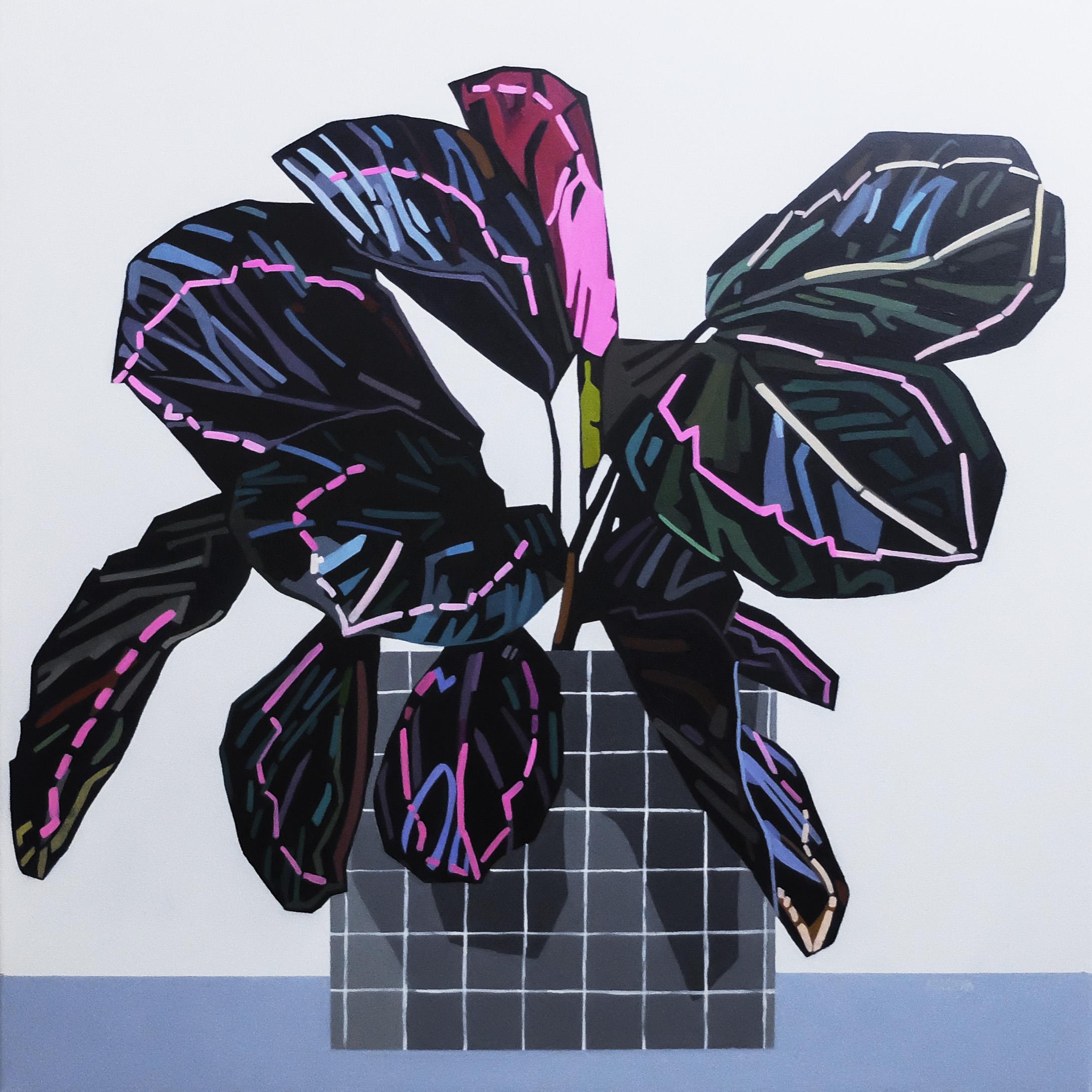 Donald Maclean - Calathea- Roseopicta - Contemporary Still Life ...