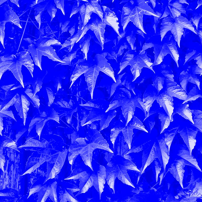 Claire Clarkson - "Blue Ivy II" Foliage leaves photograph For Sale at ...