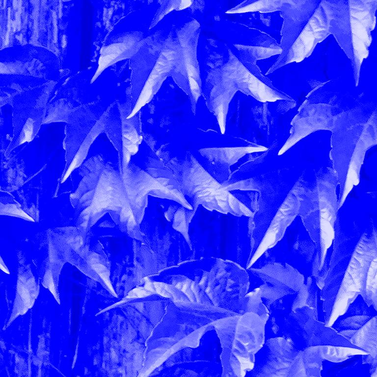Claire Clarkson - "Blue Ivy II" Foliage leaves photograph For Sale at ...