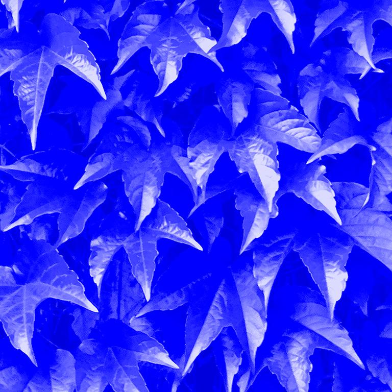 Claire Clarkson - "Blue Ivy II" Foliage leaves photograph For Sale at ...