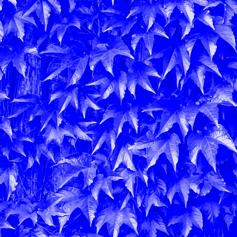 Claire Clarkson - "Blue Ivy II" Foliage leaves photograph For Sale at ...