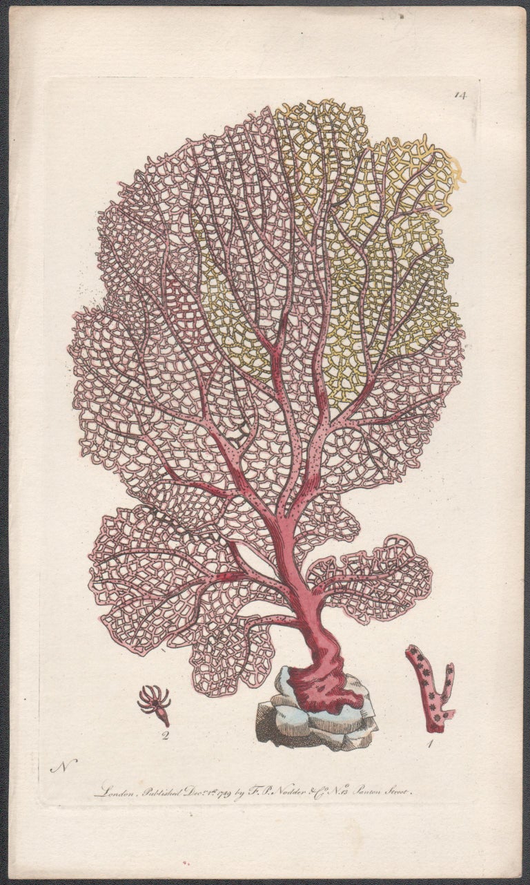 Frederick Polydore Nodder - Venus Fan Coral, late 18th century ...
