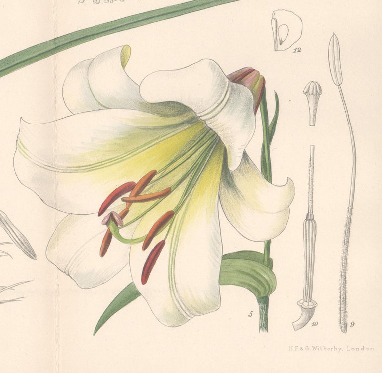 Lillian Snelling - Lilium Centifolium (China) (Lily), Lillian Snelling ...