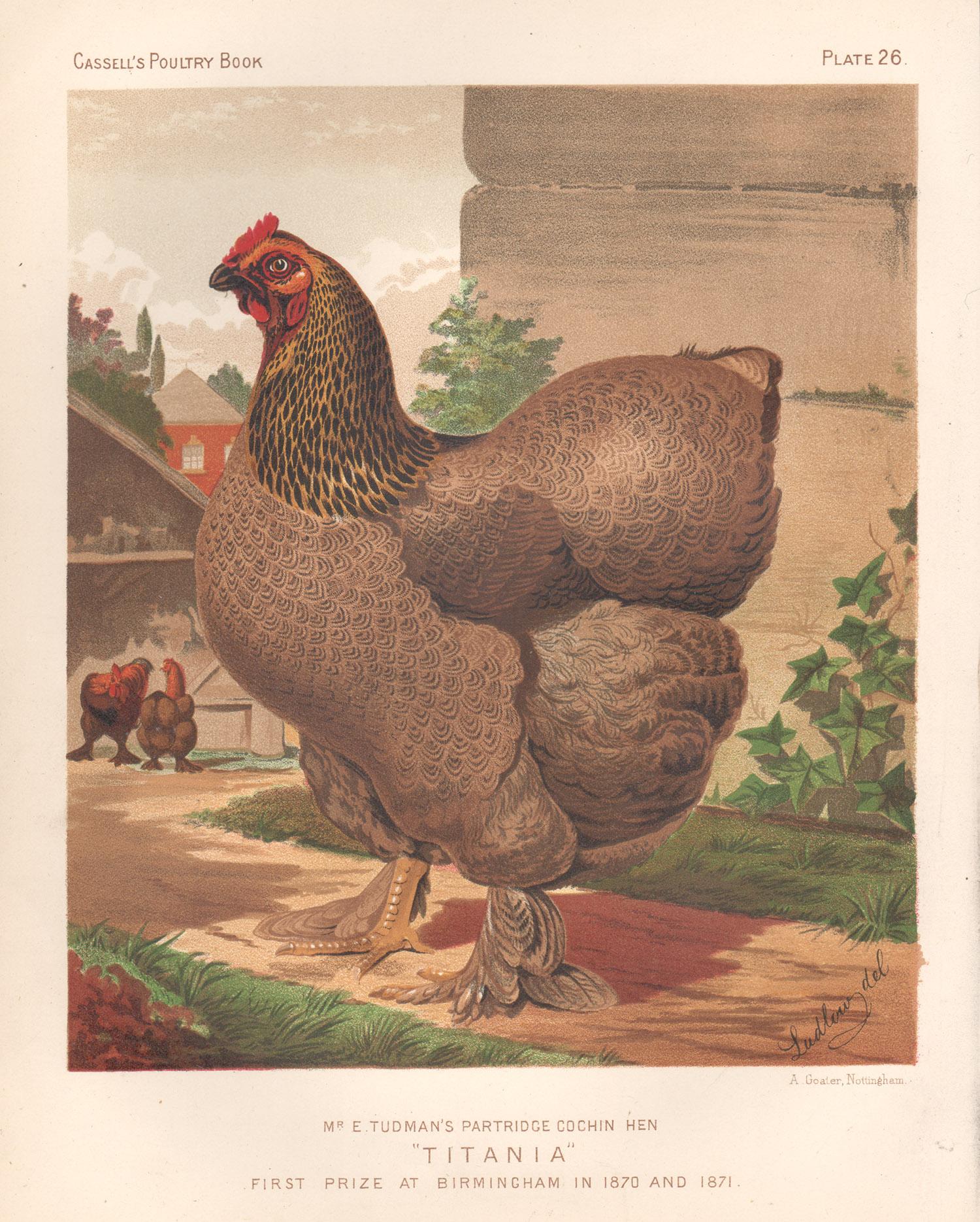 JW Ludlow - Poultry - American Light Brahmas, antique bird ...