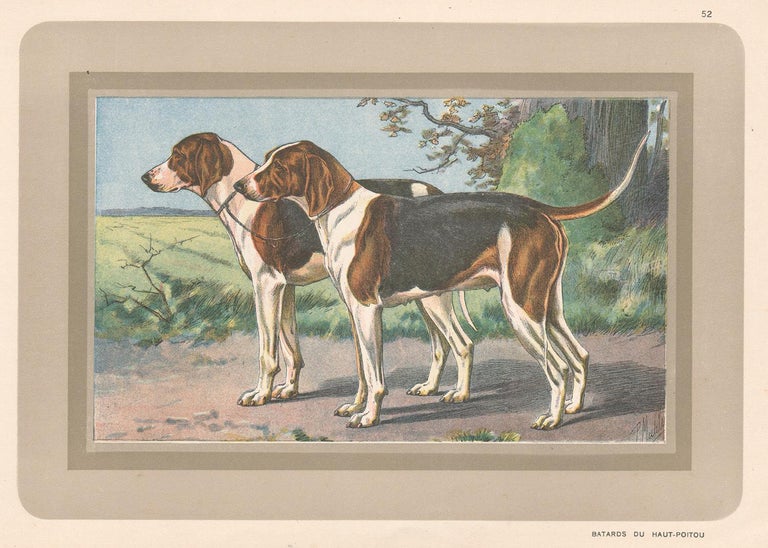 P. Mahler - Batards Du Haut-Poitou, French hound, dog chromolithograph ...