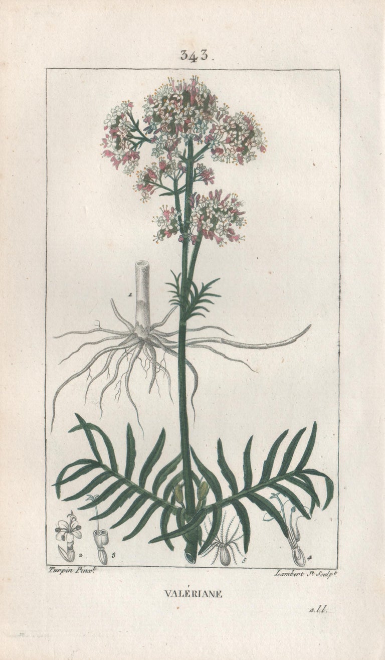 After Pierre Turpin - Valeriane (Valerian), French botanical medicinal ...