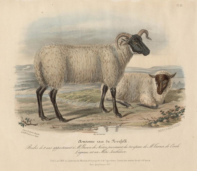 After William Shiels - Old Norfolk Breed, sheep lithograph with ...