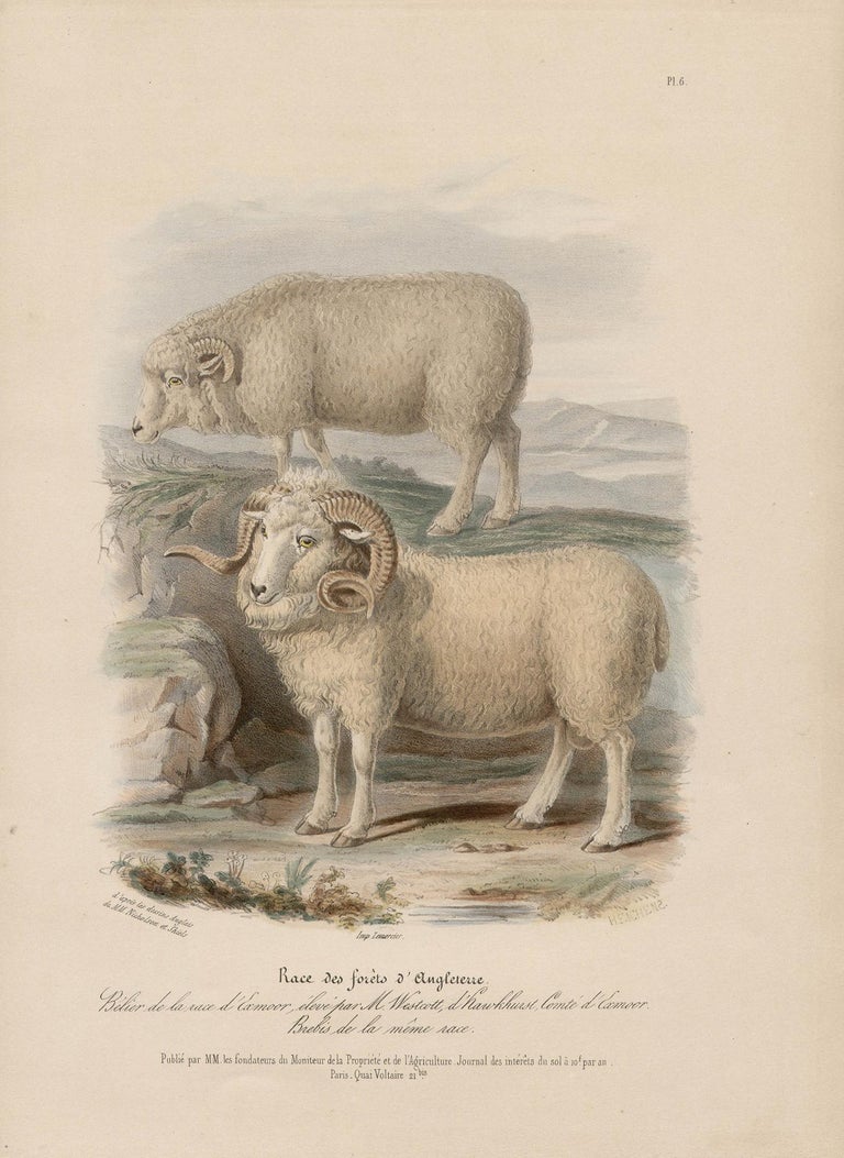 After William Shiels - The English Forest Breed, sheep lithograph with ...