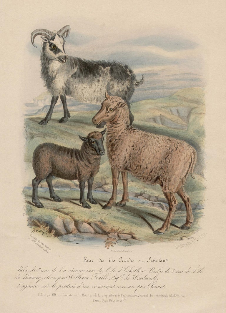 After William Shiels - Shetland and Orkney Island Sheep, Scotland ...