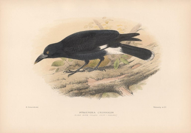 After Henrik Gronvold - Lord Howe Island Crow-Shrike, Bird lithograph ...