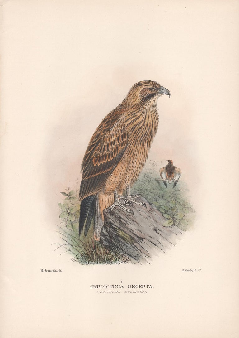 After Henrik Gronvold - Northern Buzzard, Australian bird of prey ...
