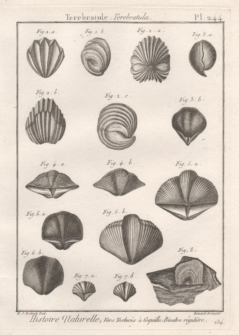 Robert Benard after Henry Joseph Redoute - Shells, French 18th century ...