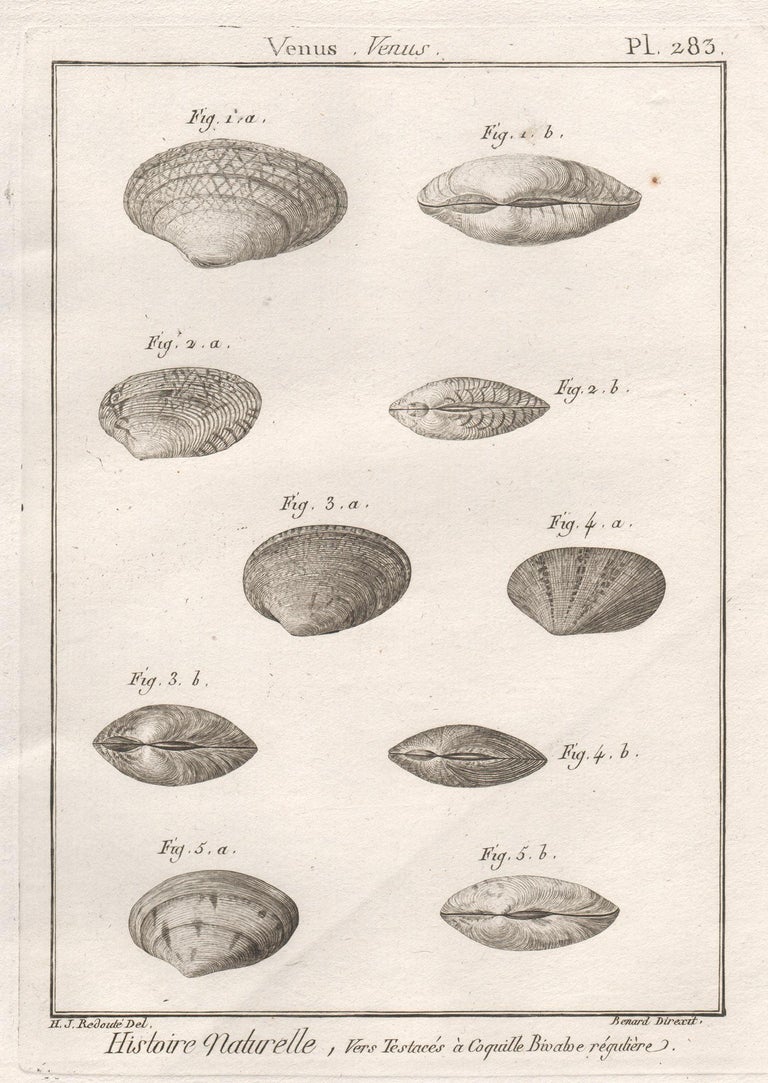 Robert Benard after Henry Joseph Redoute - Shells, French 18th century ...