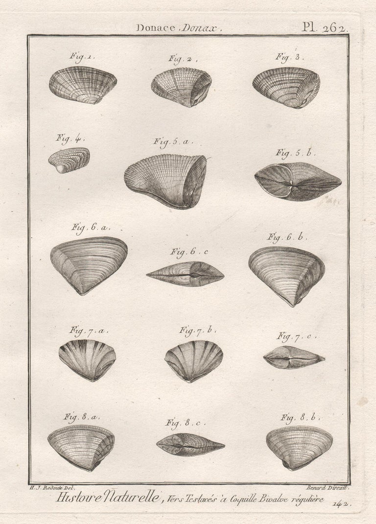 Robert Benard after Henry Joseph Redoute - Shells, French 18th century ...