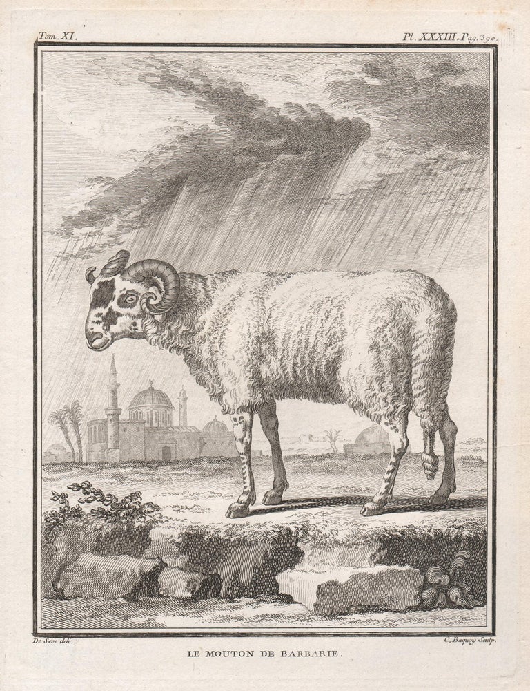 Le Mouton de Barbarie, antique French 1760s sheep engraving For Sale at ...