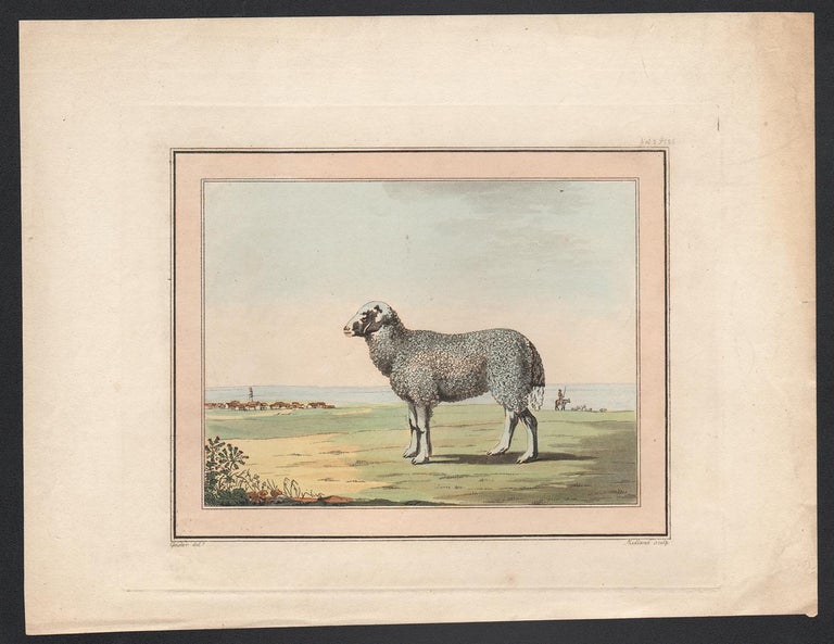 Thomas Medland after Christian-Gottlieb Geissler - Sheep by coast ...
