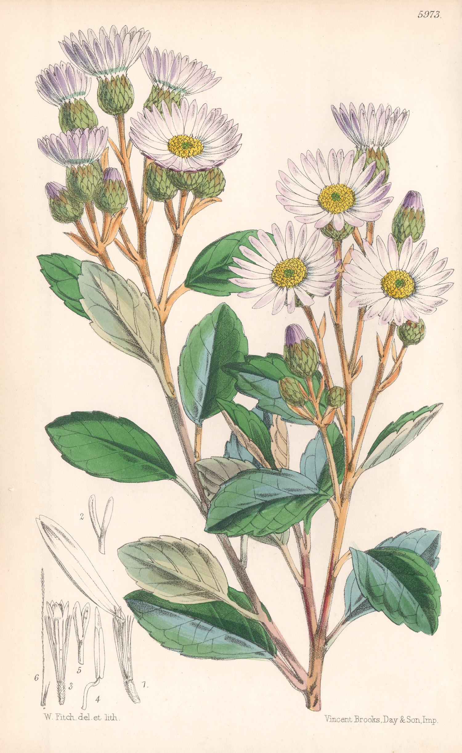 Walter Hood Fitch - Primula Verticillata Var. Sinensis, antique ...