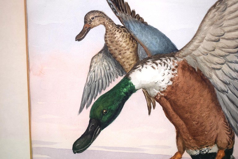 Jean Herblet - "2 Ducks in Flight", Watercolour by Jean Herblet Ex- C.Z ...