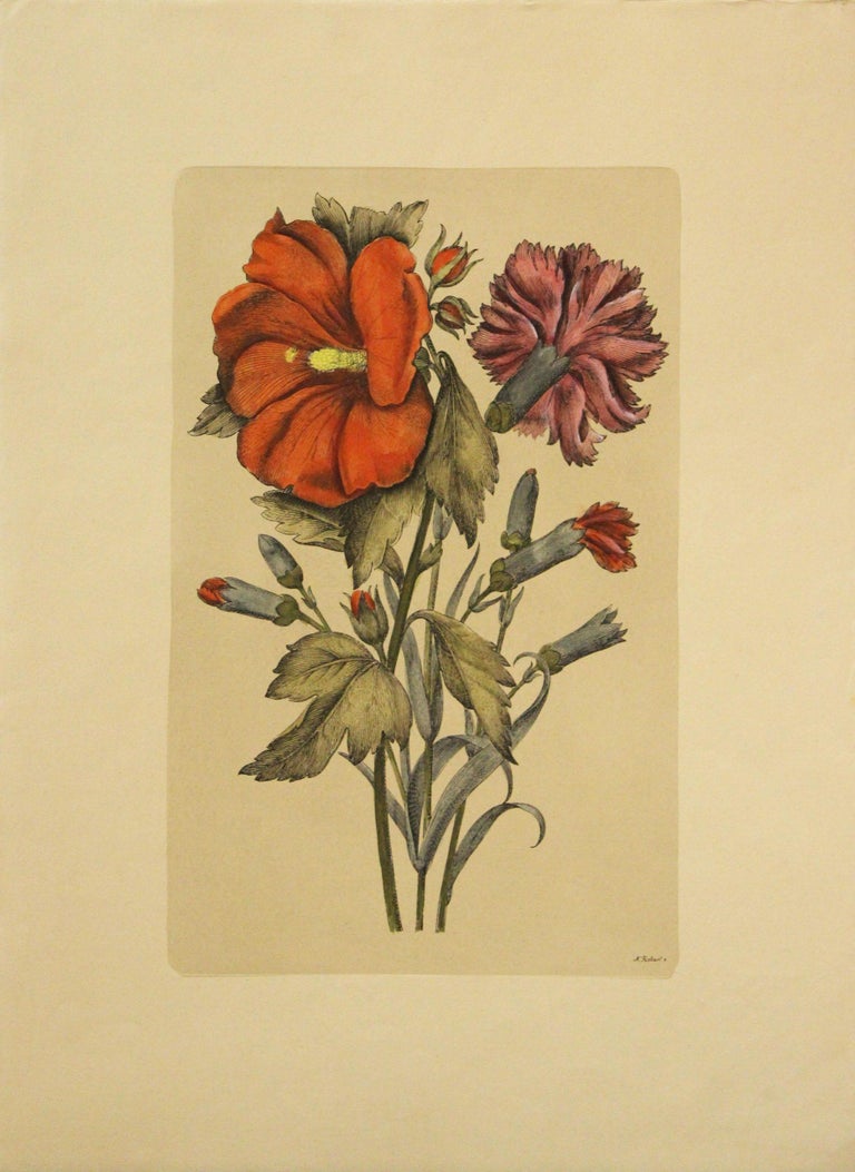Nicholas Robert 1 - (Title Unknown)-Botanical Print. Printed in Italy ...