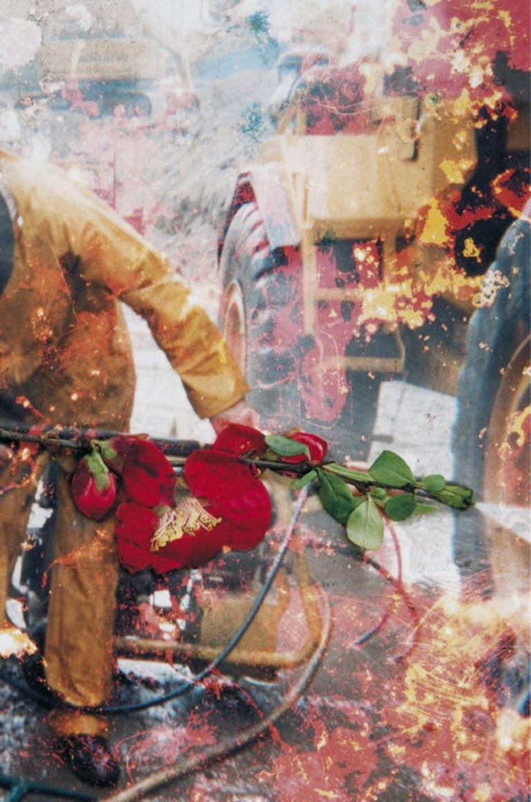 Stephen Gill - Untitled, from 'Hackney Flowers' – Stephen Gill, Colour ...