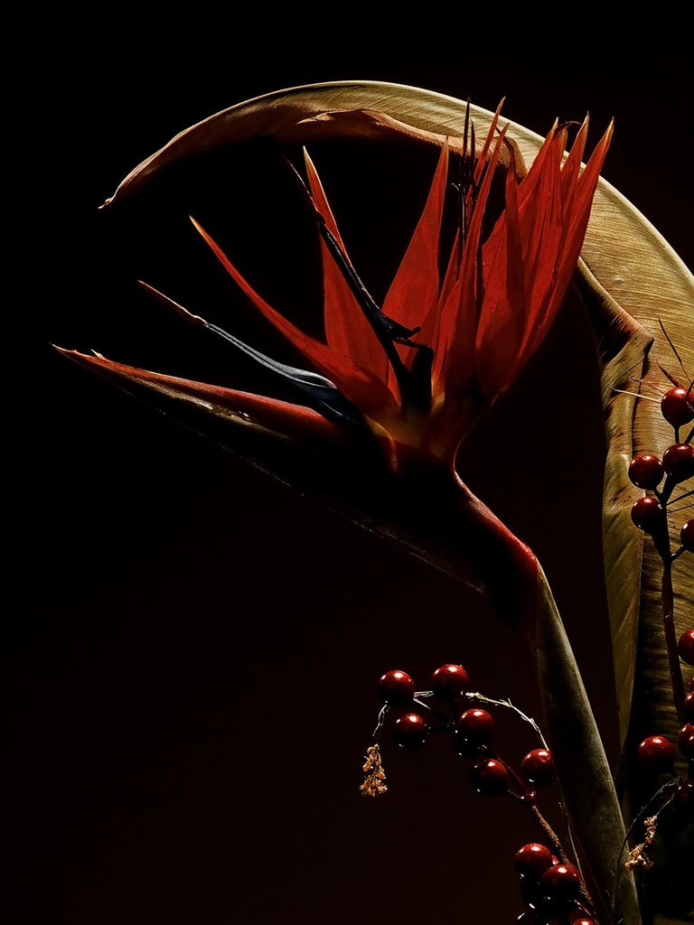 Peter Ridge - Life and death- Free delivery- Signed limited still life ...