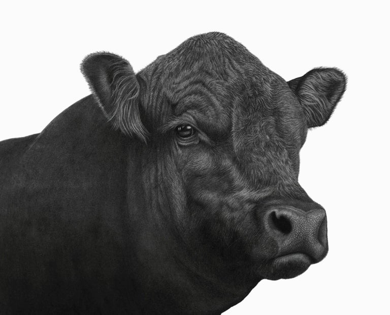 Tammy Liu-Haller - "Angus" Charcoal Drawing at 1stDibs